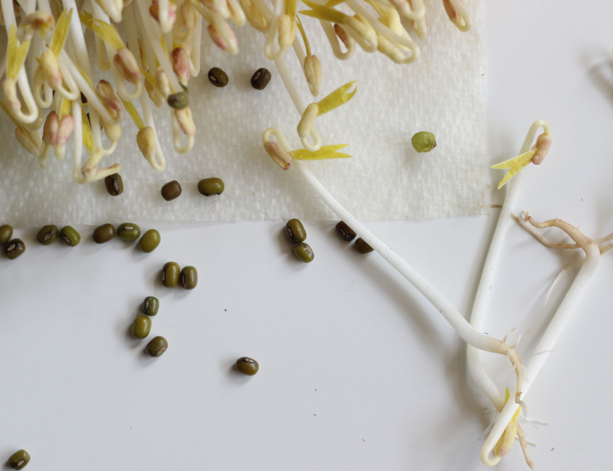 Mung bean sprouts 101 | How to grow mung bean sprouts - Plateful of veggies